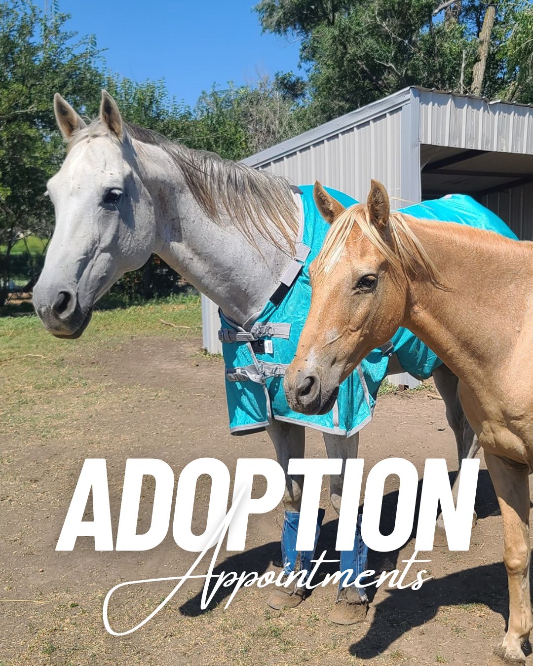 Heads up!!! Adoption Appointments