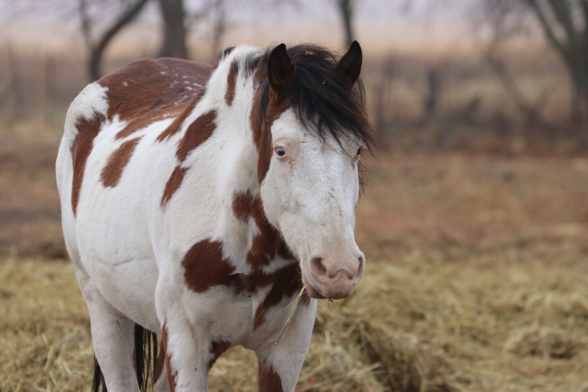 Are you the one who is willing to give Maverick a chance and a great home?