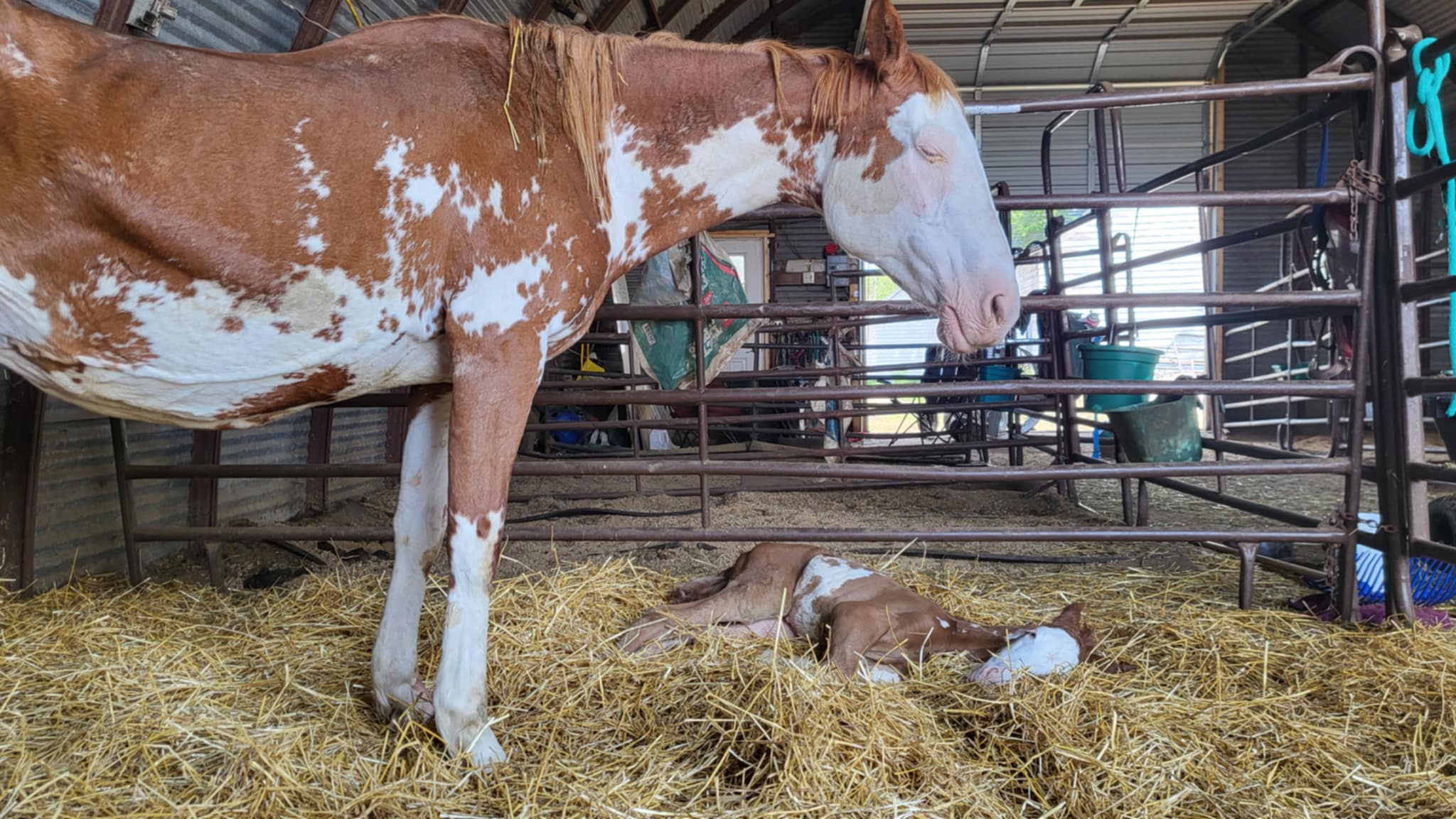 Hello world!! Mama Lily is proud to announce the birth of her healthy ...