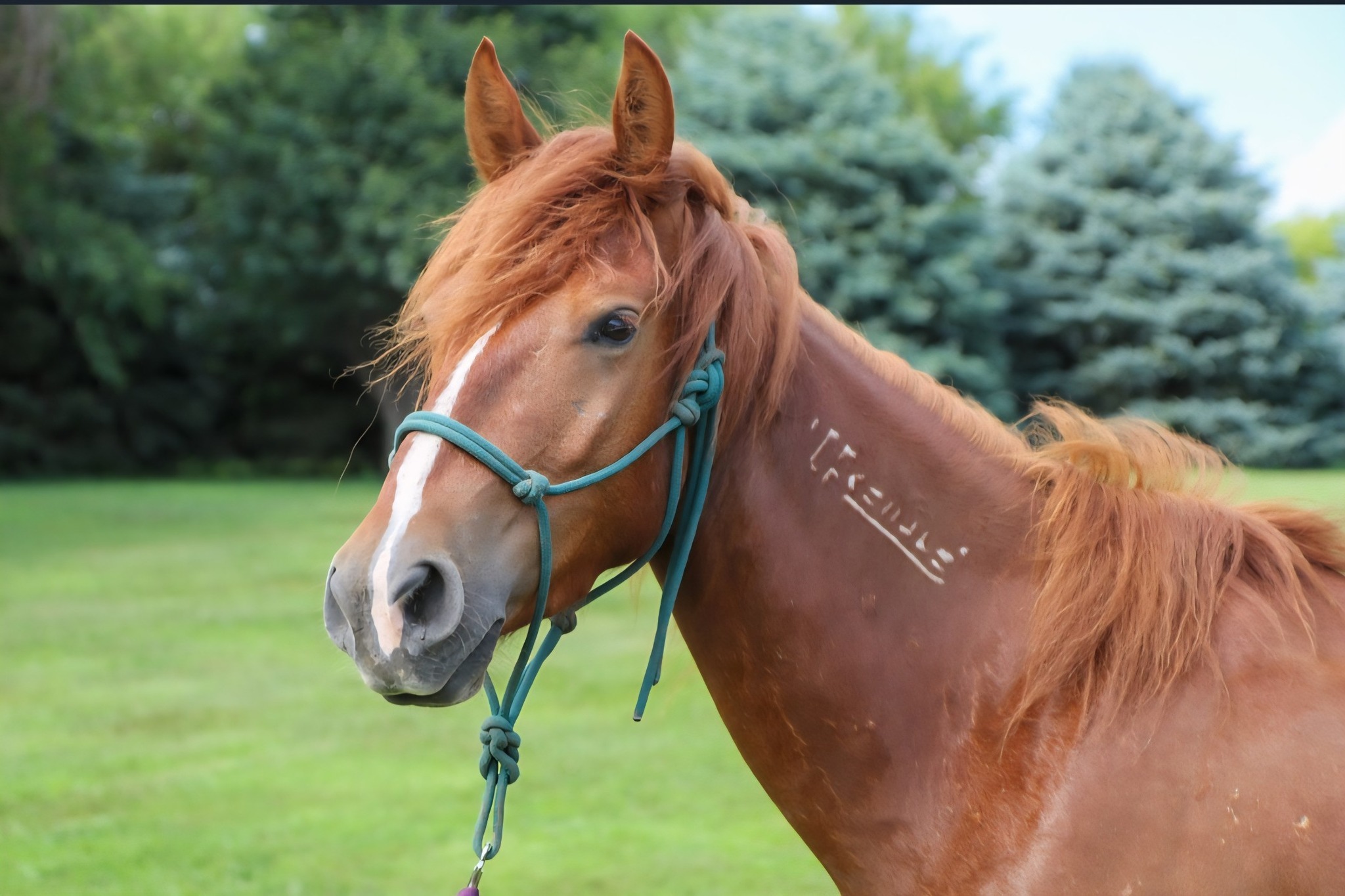 Meet Twister: A Smart, Gentle Mustang Ready for His Next Chapter 3-year ...
