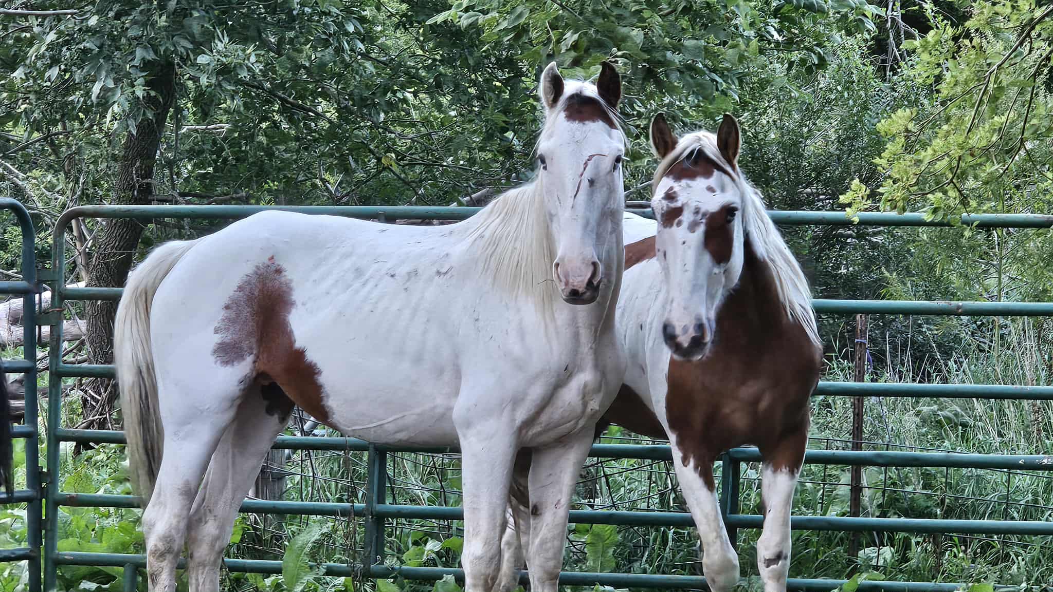 Meet Bristol & Sutton – two of your September Auction Save!