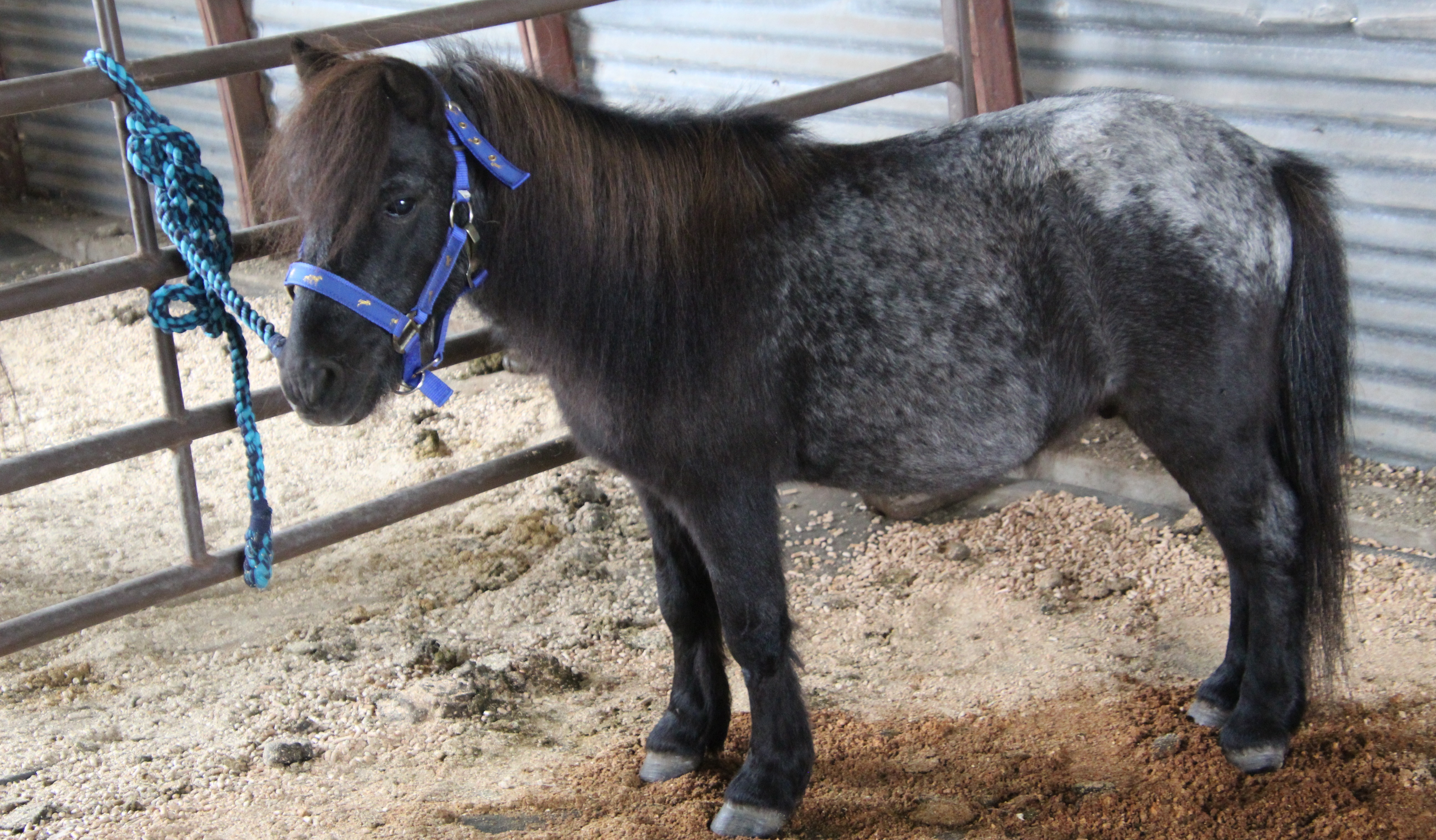 Cola – The Miniature Horse Who Built a Big Legacy