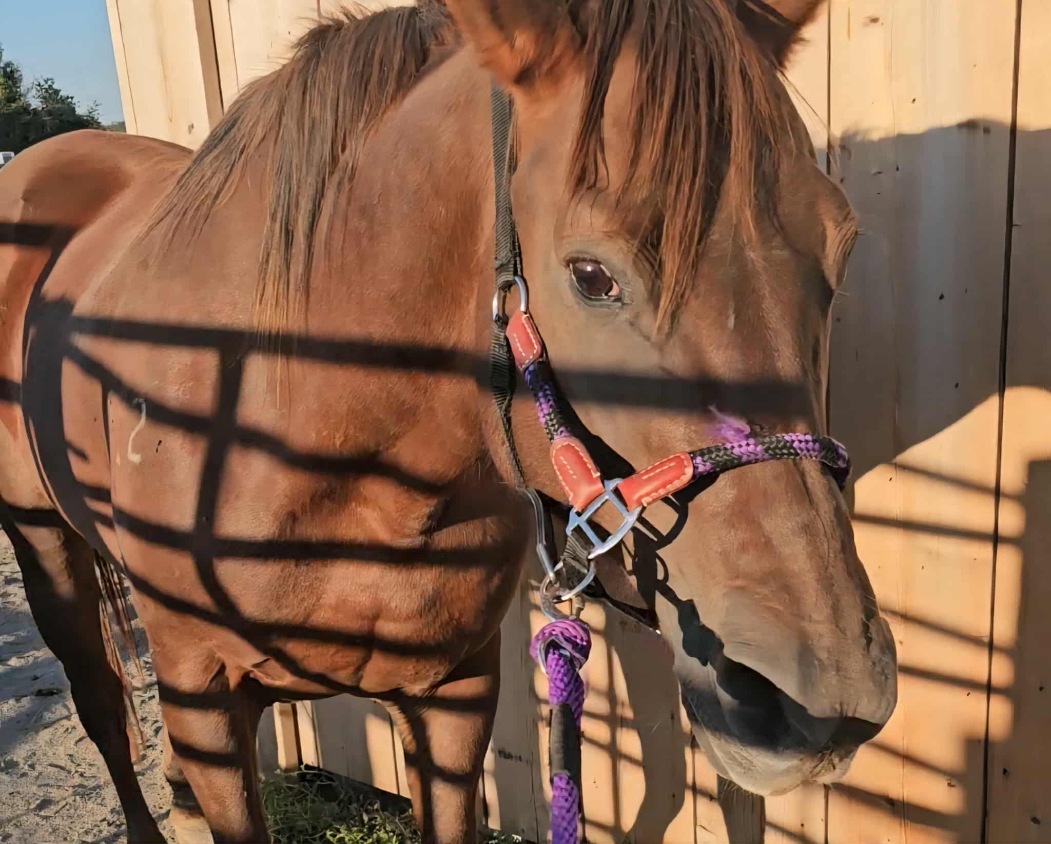 Selenium Toxicity in Horses: What It Looks Like and How We’re Helping ...