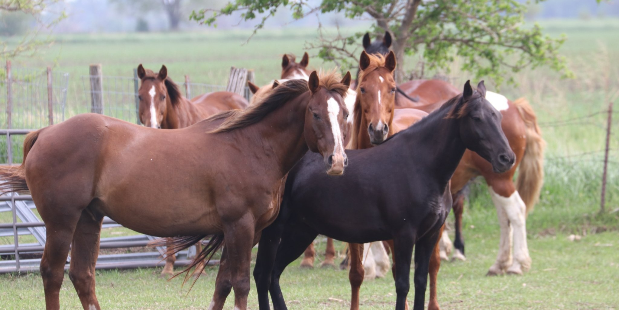 Equine Skin Care in the Summer: Dealing with Allergies, Rashes, and Sunburn